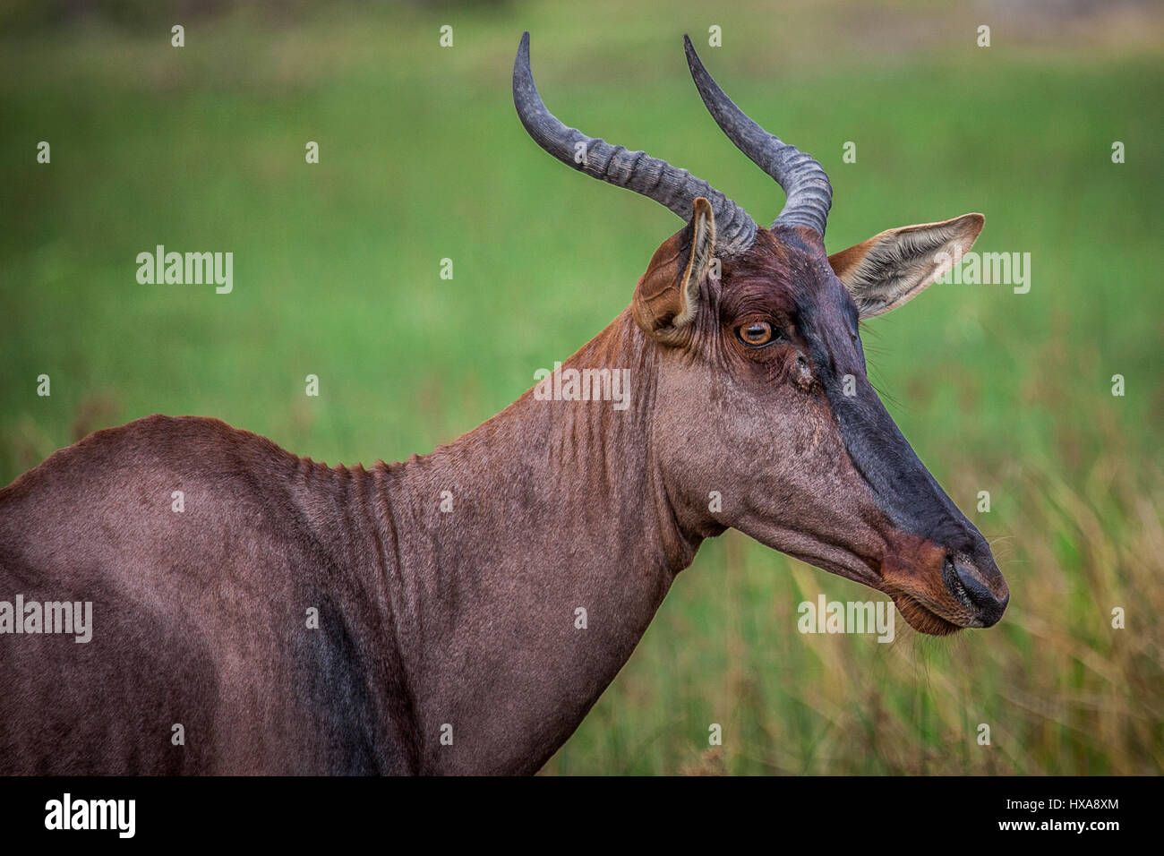 Tsessebe hi-res stock photography and images - Alamy