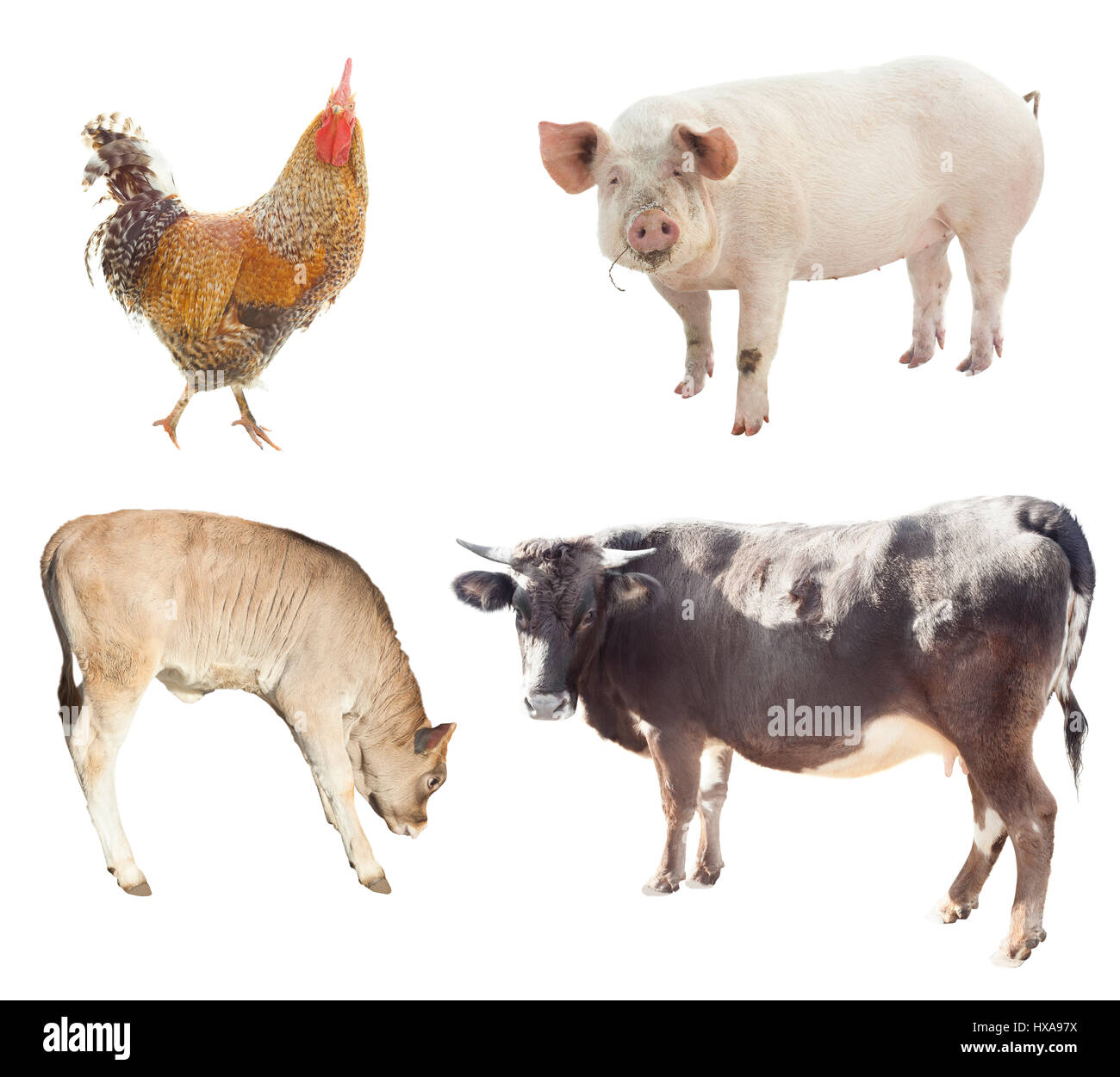 set of farm animals. chicken, pig, cow isolated on white background ...