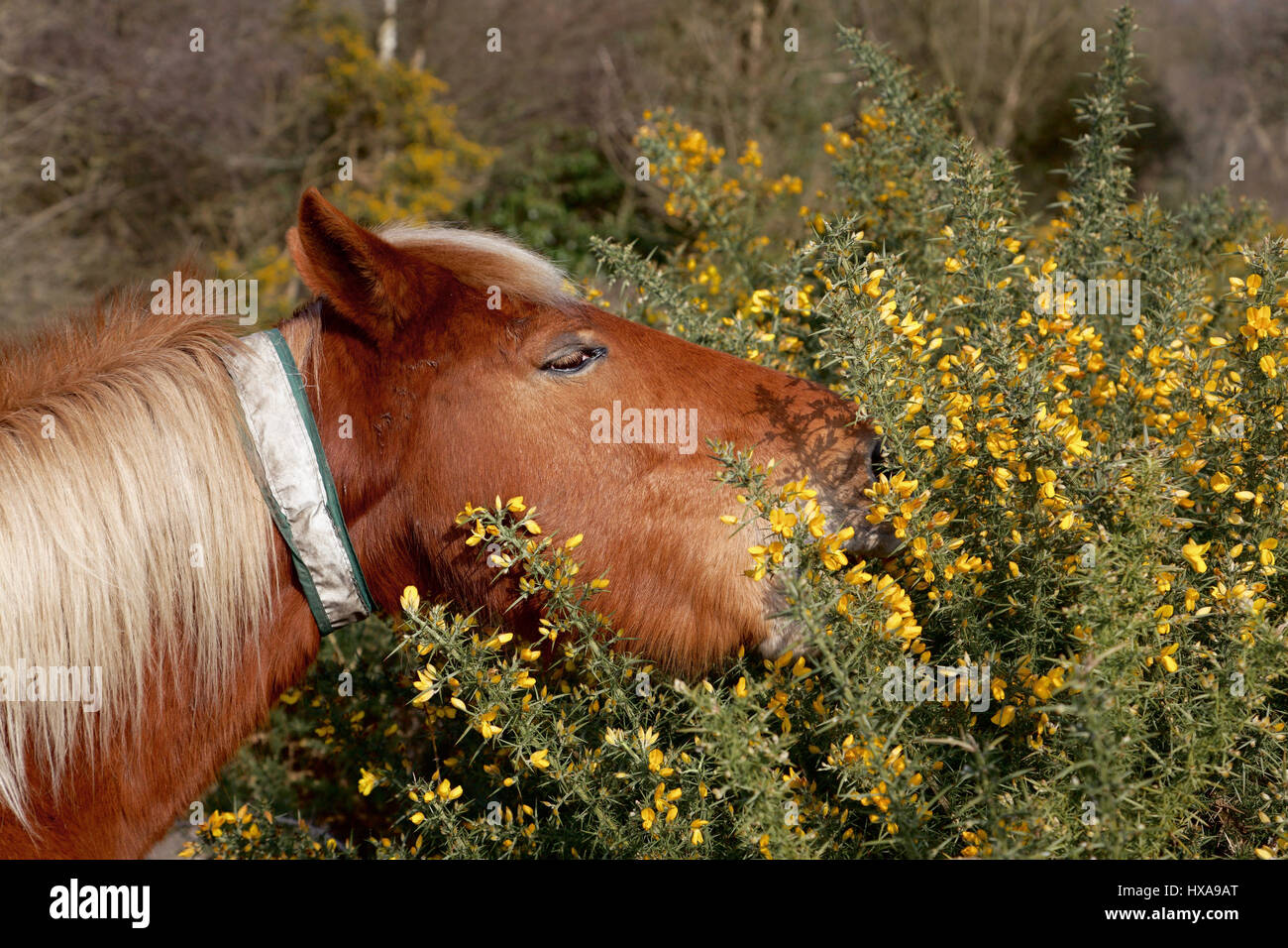 Burley, New Forest National Park Stock Photo - Alamy