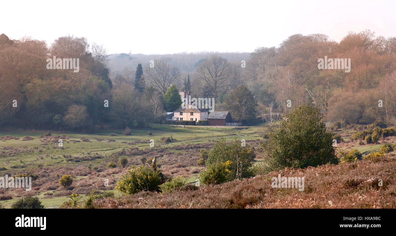 Burley, New Forest National Park Stock Photo - Alamy