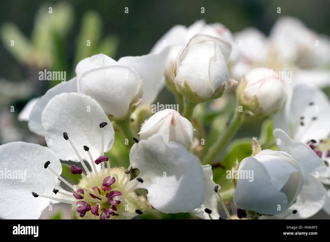 Blooming wild pear. Spring flowering trees. Pollination of flowers of ...