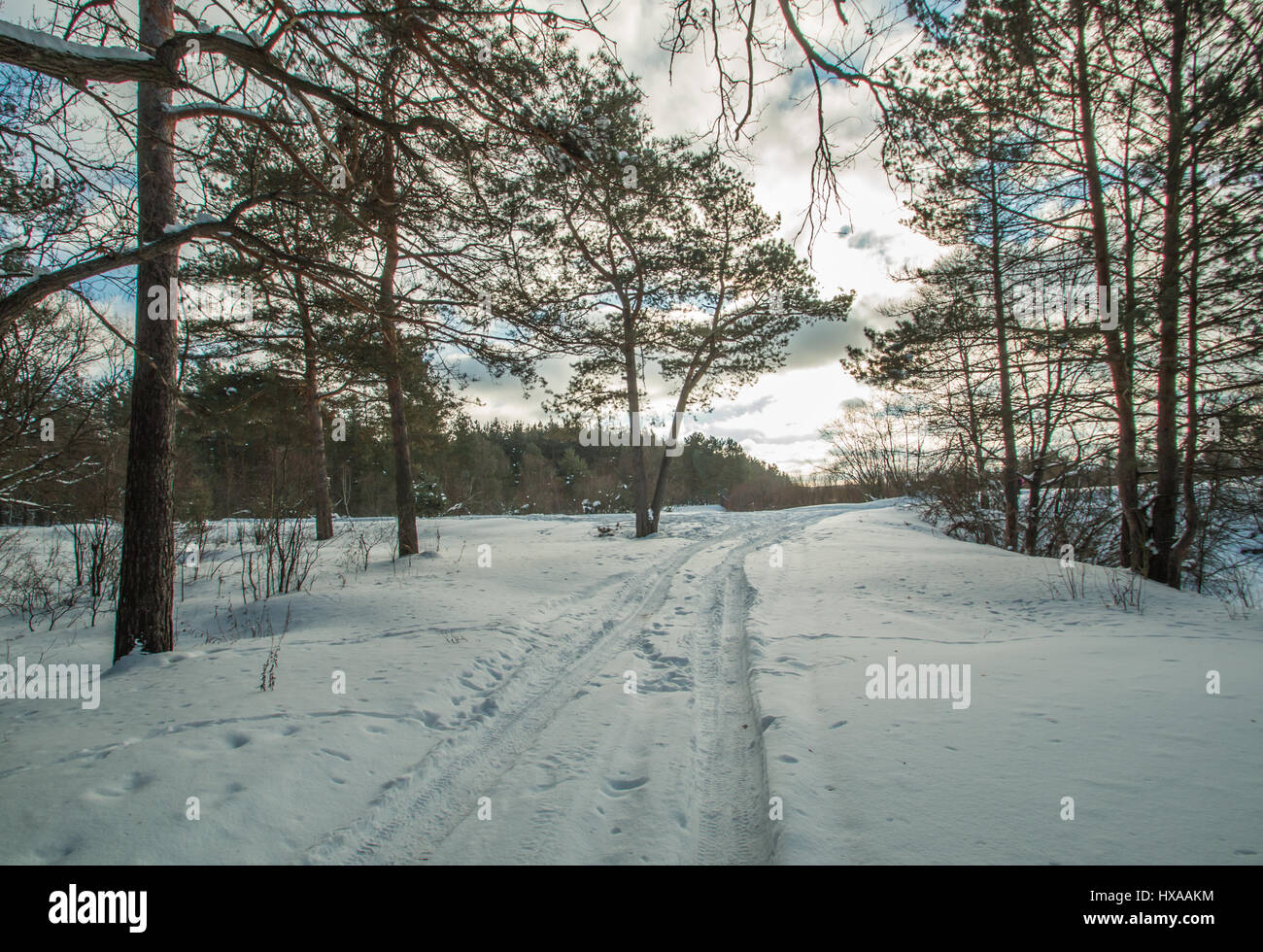 winter road in the forest twilight snow track Stock Photo - Alamy