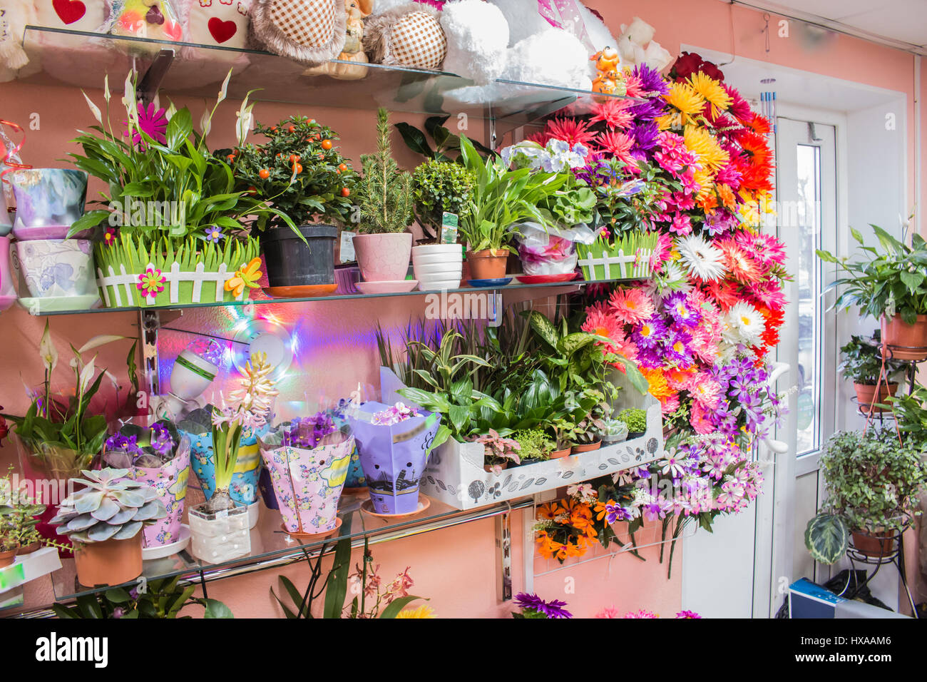 Flower shelf display Showcase shop, home colors Stock Photo - Alamy