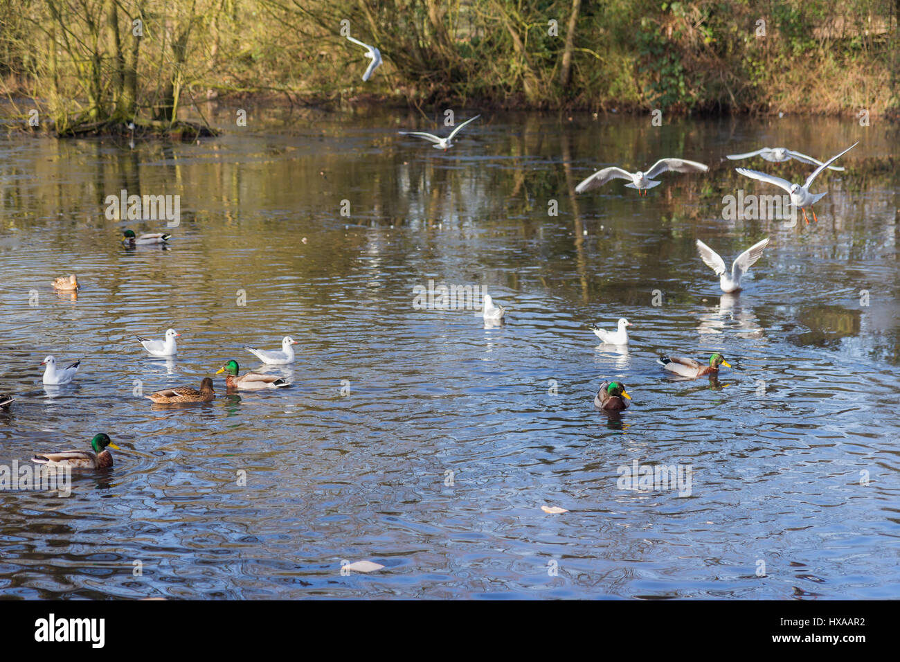 Birds flying over a river in a park Stock Photo - Alamy