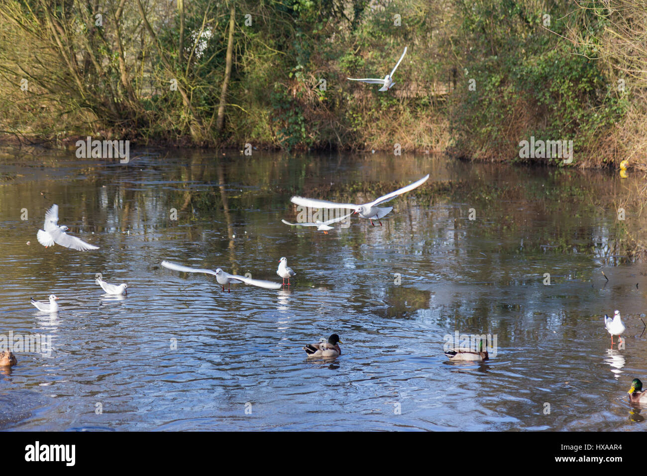 Birds flying over a river in a park Stock Photo - Alamy