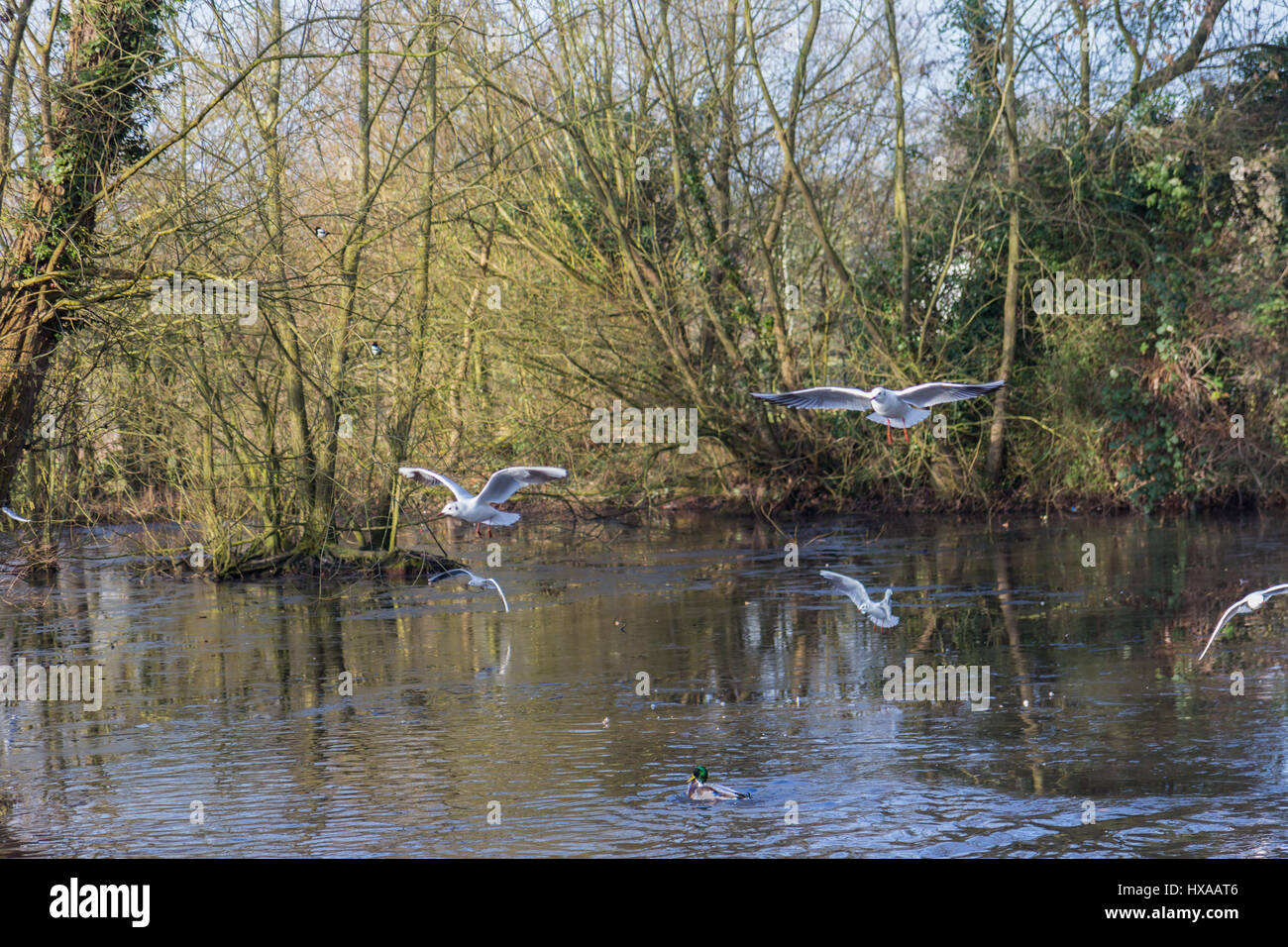 Birds flying over a river in a park Stock Photo - Alamy