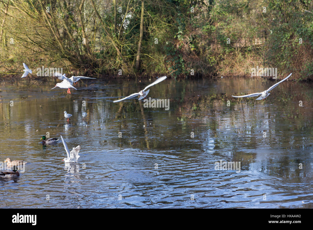 Birds flying over a river in a park Stock Photo - Alamy