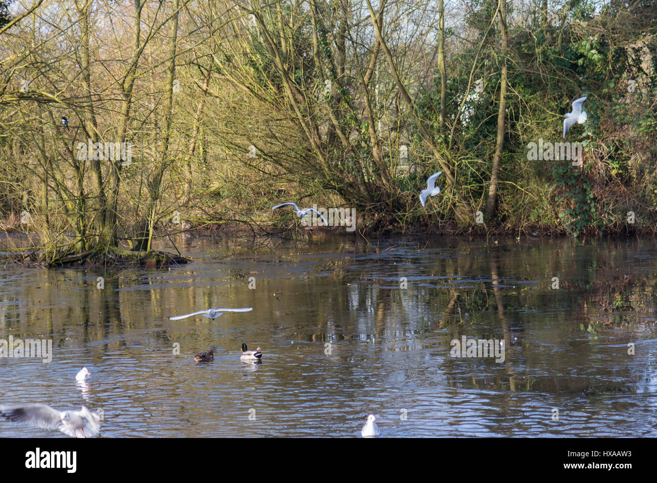 Birds flying over a river in a park Stock Photo - Alamy