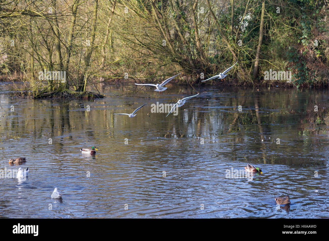 Birds flying over a river in a park Stock Photo - Alamy