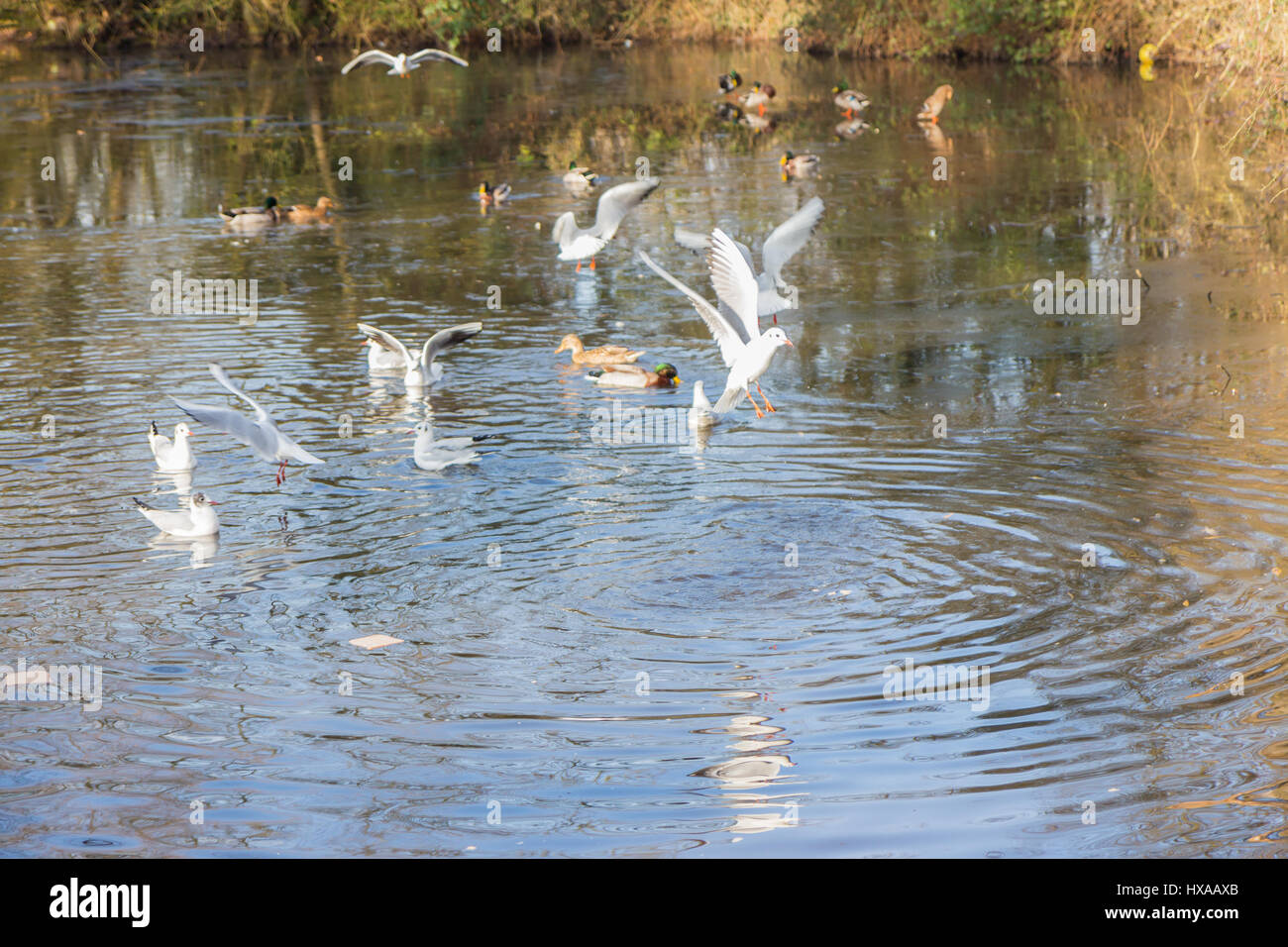 Birds flying over a river in a park Stock Photo - Alamy