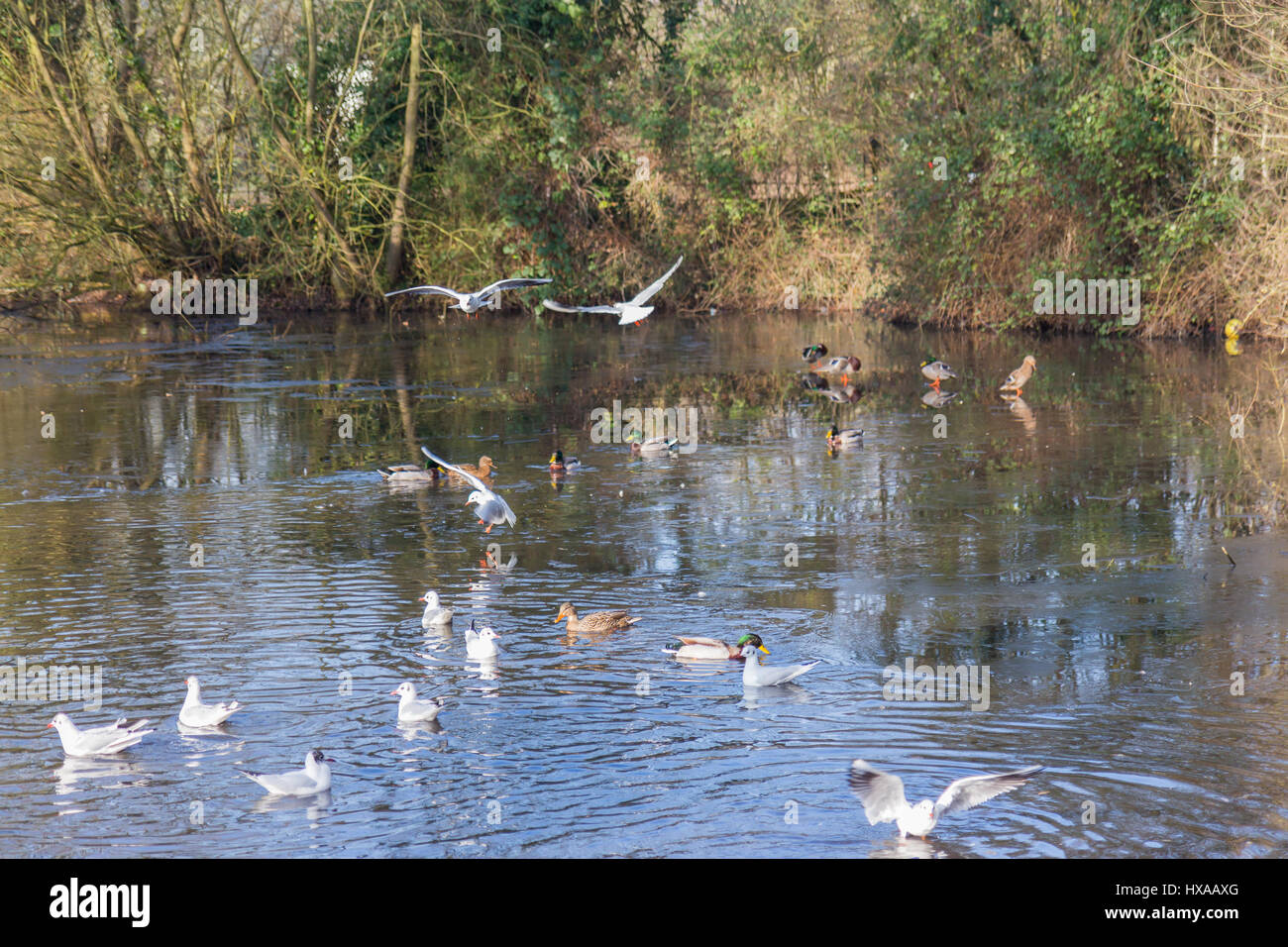 Birds flying over a river in a park Stock Photo - Alamy
