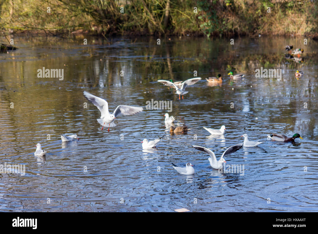 Birds flying over a river in a park Stock Photo - Alamy