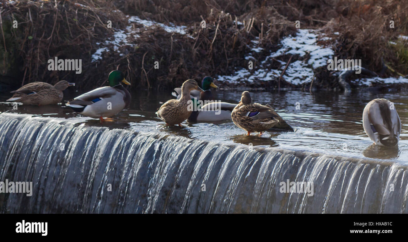 Ducks on path by river hi-res stock photography and images - Alamy