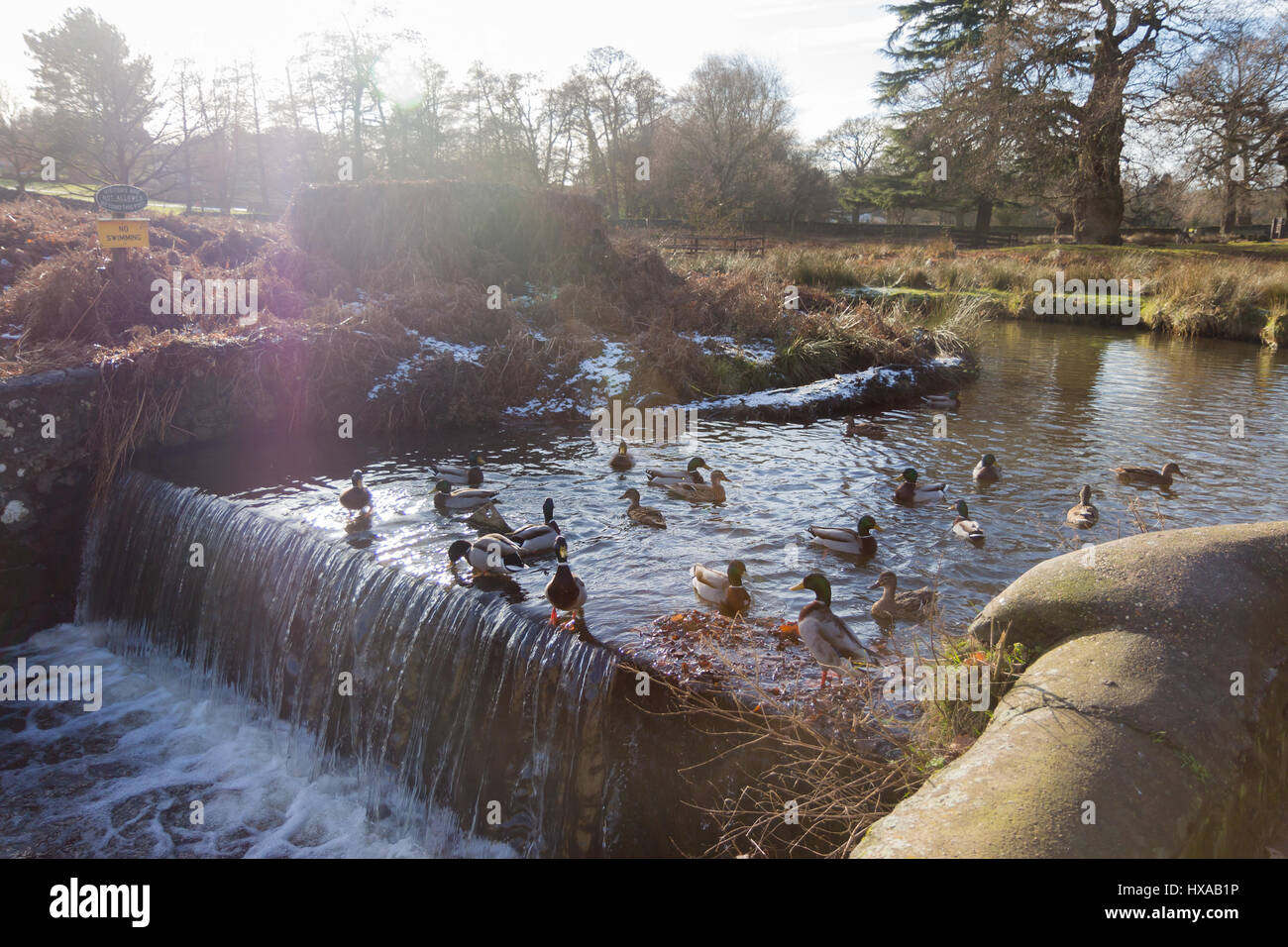Ducks perched on the top of a waterfall Stock Photo - Alamy