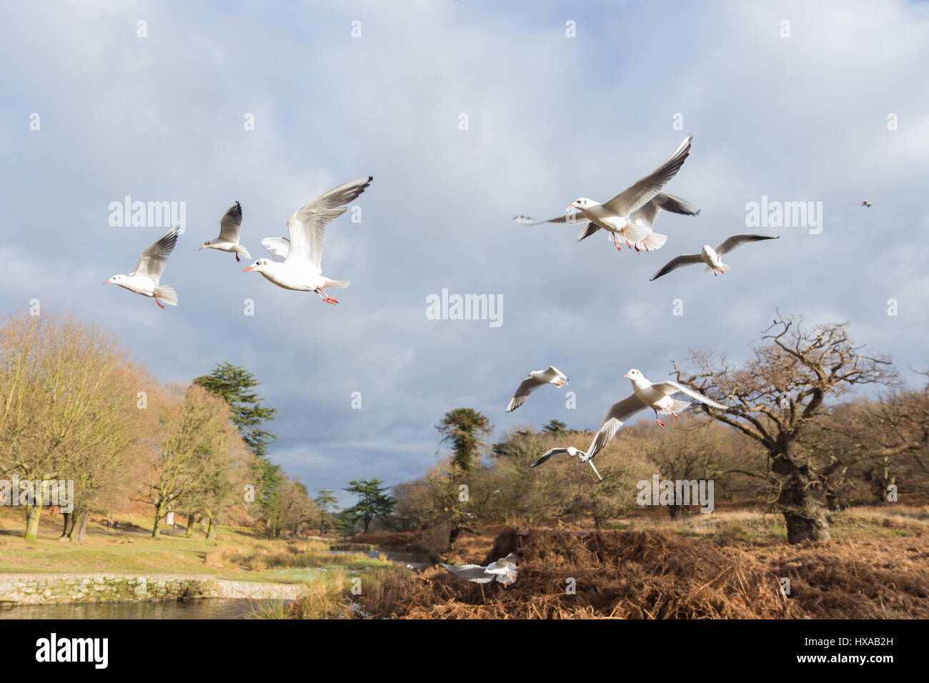 Birds flying by trees hi-res stock photography and images - Alamy