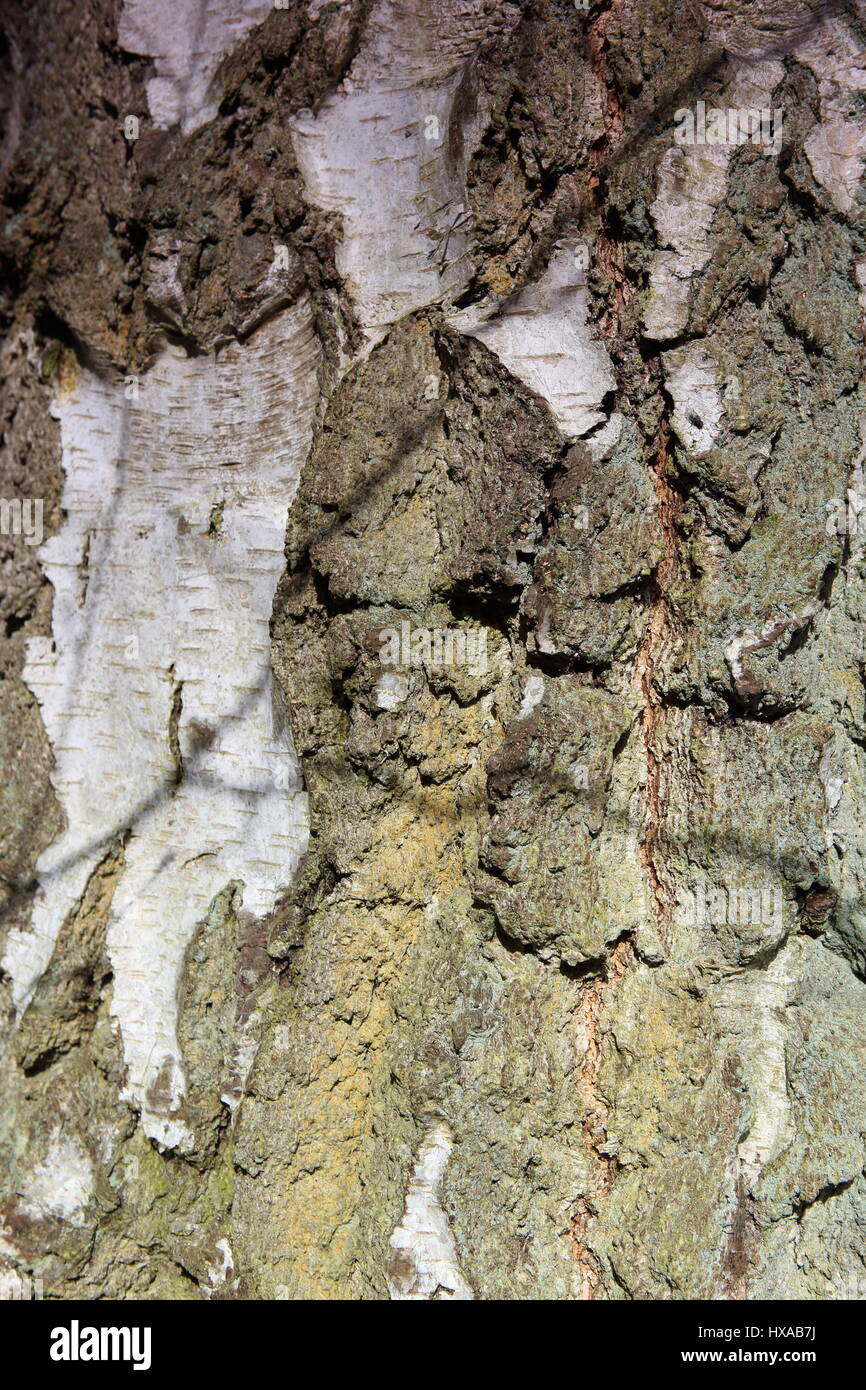 Oak Tree Bark Stock Photo - Alamy