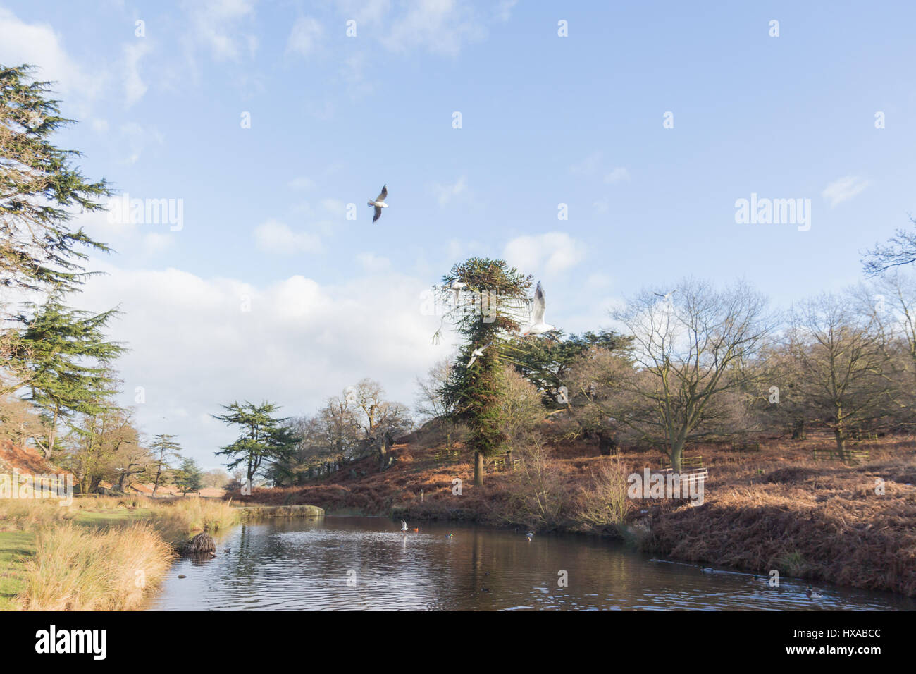 Countryside birds hi-res stock photography and images - Alamy