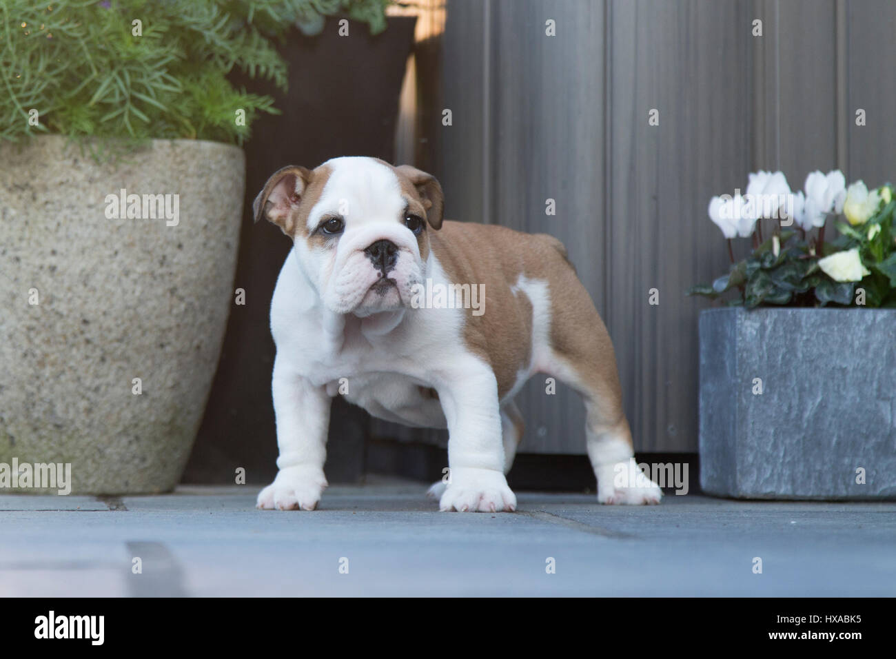 Bulldog Puppy Standing Stock Photo - Alamy