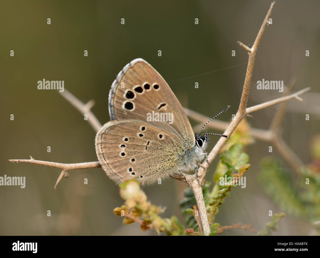 Paphos Blue - Glaucopsyche paphos Endemic Cyprus Butterfly Stock Photo ...