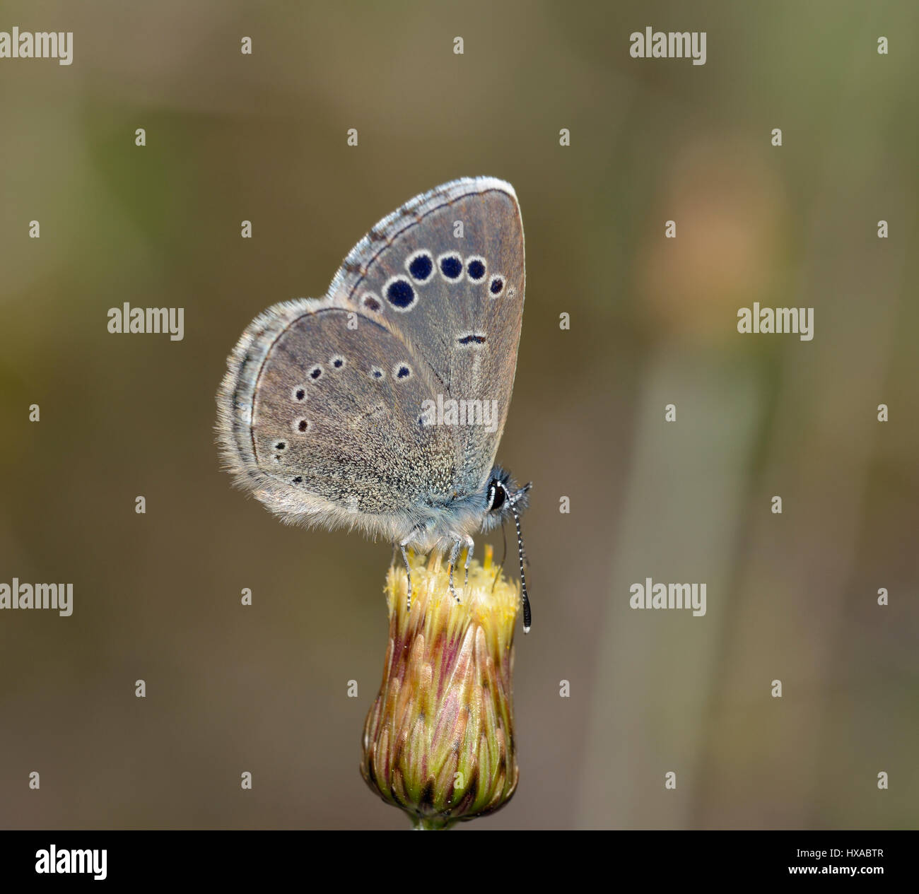 Paphos Blue - Glaucopsyche paphos Endemic Cyprus Butterfly On Phagnalon ...