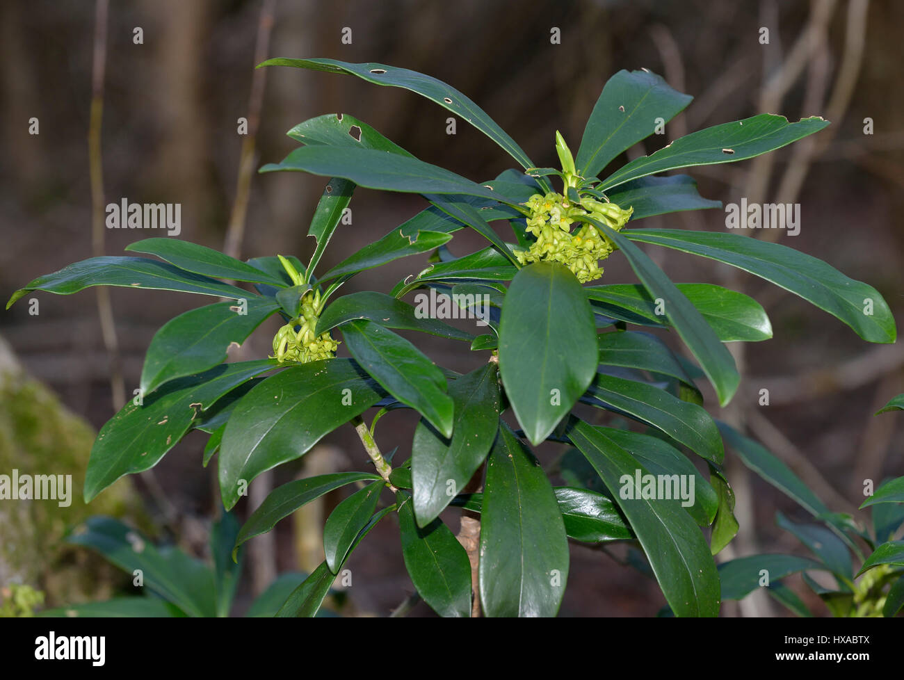 Daphne laurel hi-res stock photography and images - Alamy
