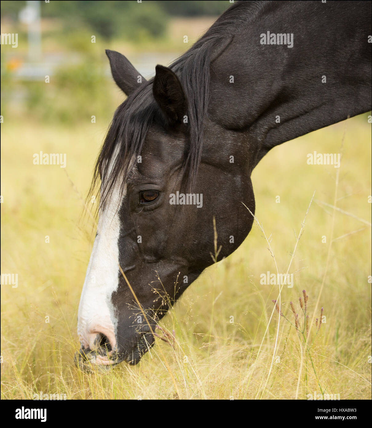 Horses in nature hi-res stock photography and images - Alamy