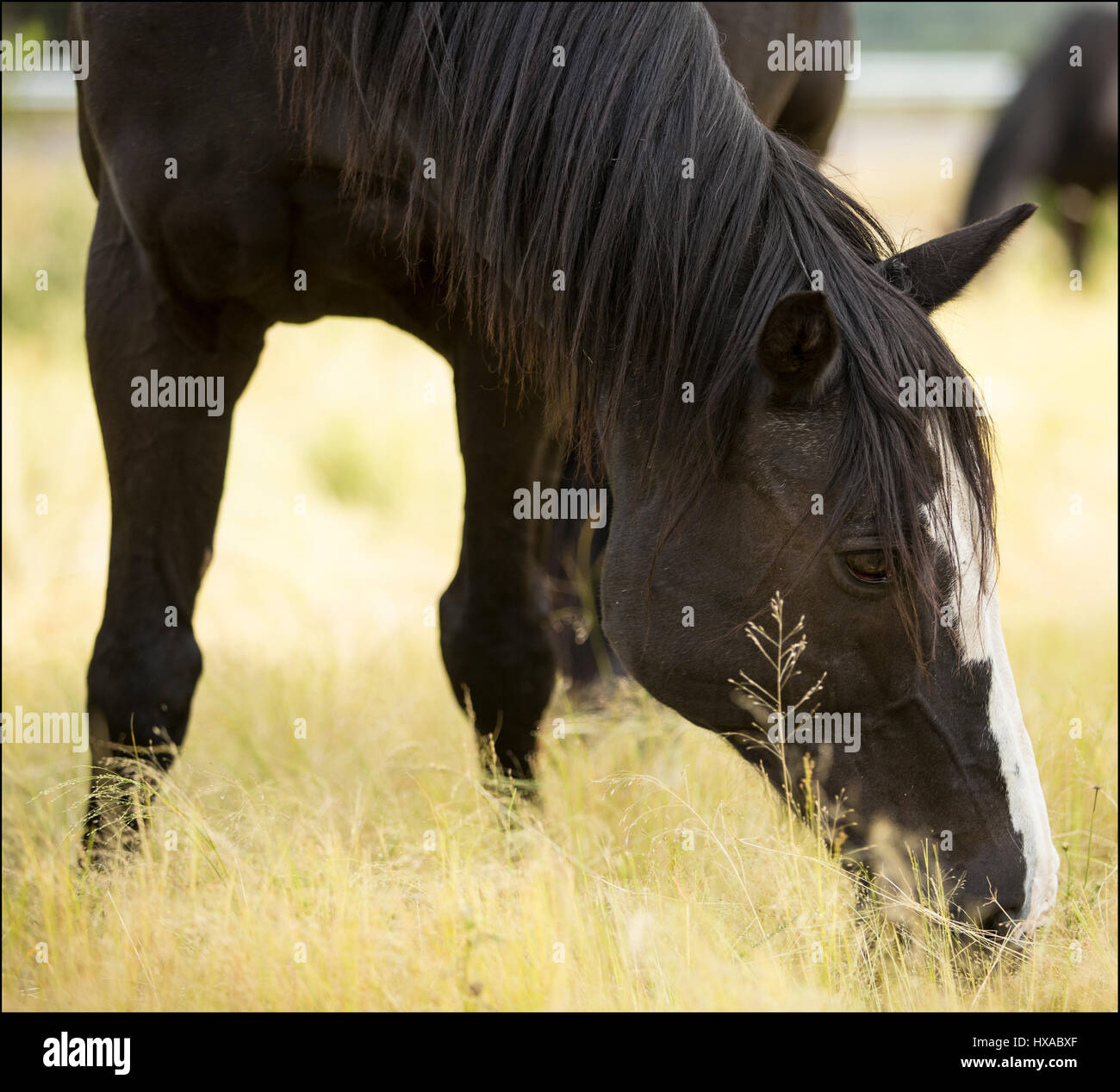 Horses in nature hi-res stock photography and images - Alamy