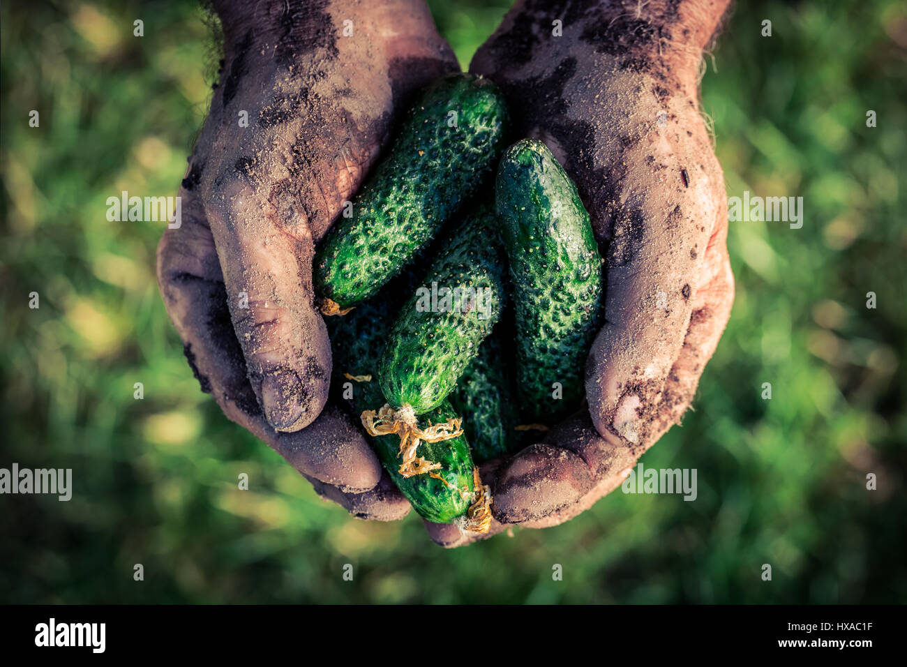 Fresh cucumbers in hands in garden in summer Stock Photo - Alamy
