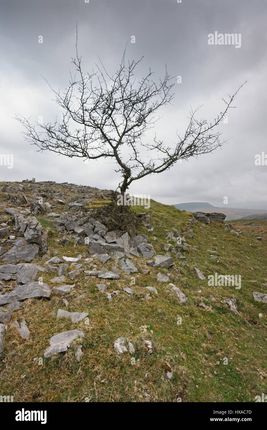 Penwyllt hi-res stock photography and images - Alamy