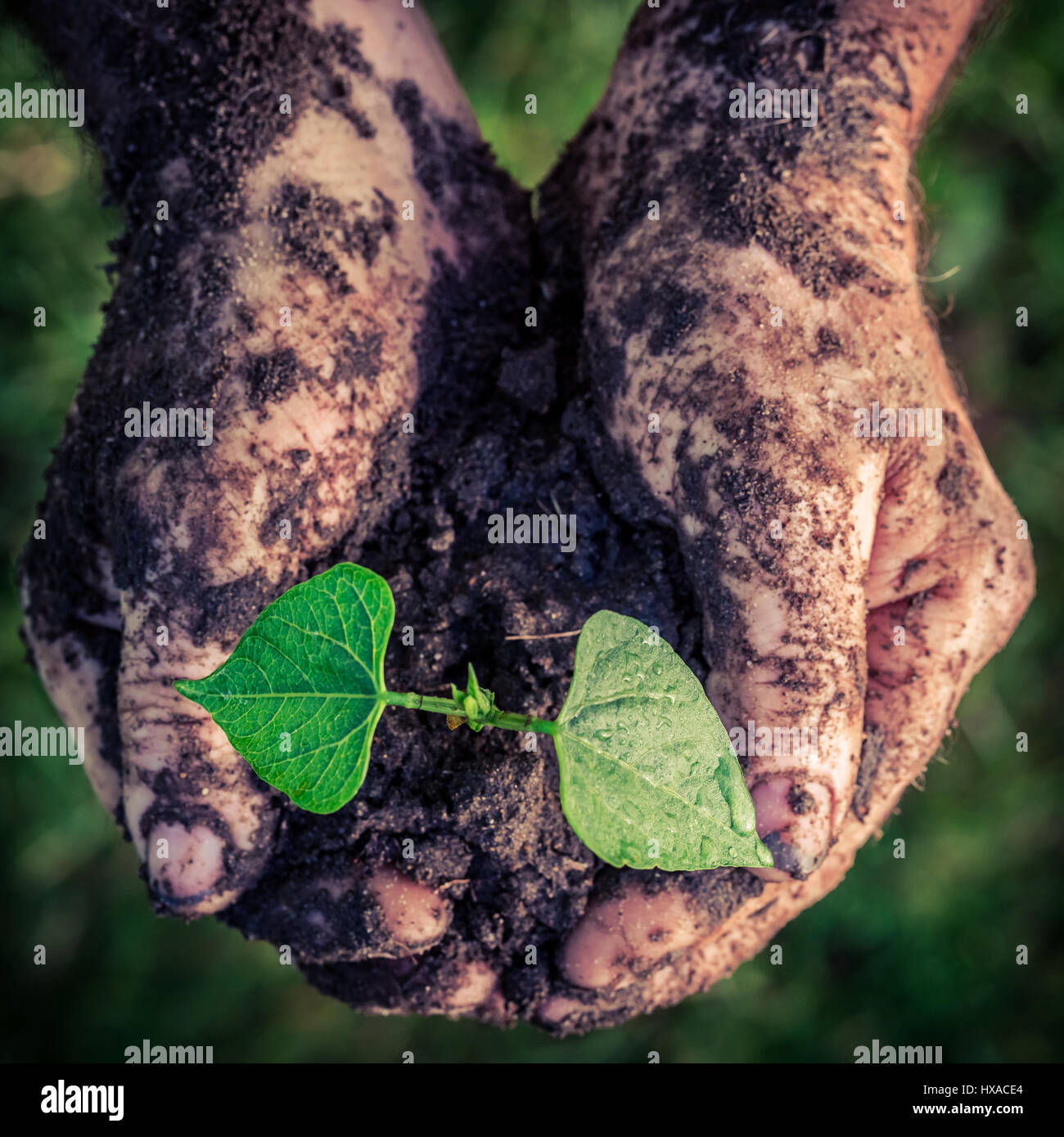 Growing plant in hands in garden in summer Stock Photo - Alamy