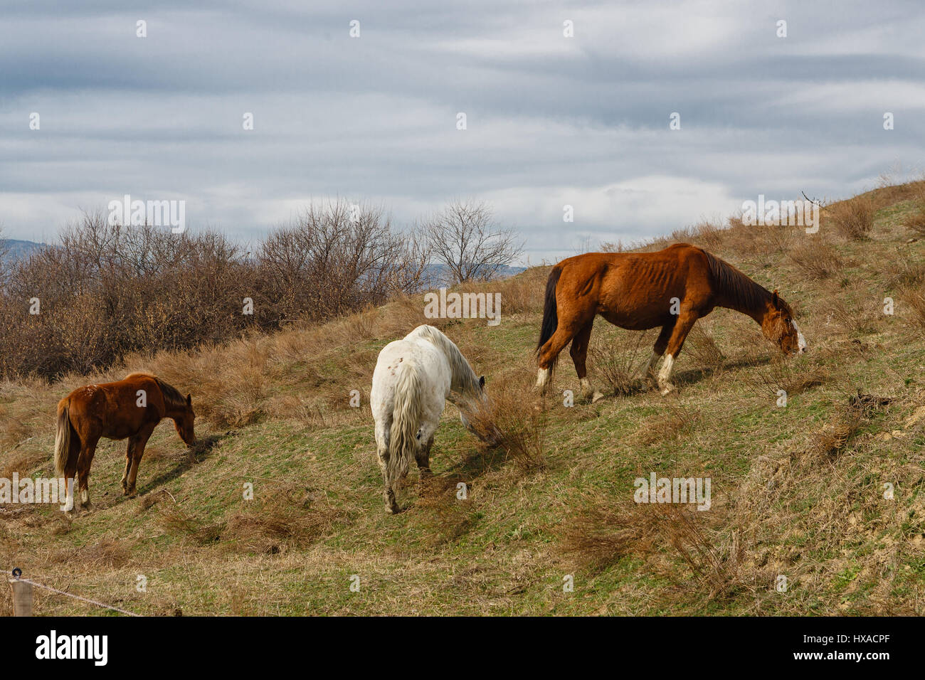Horses grazed on a mountain slope in the early spring Stock Photo - Alamy