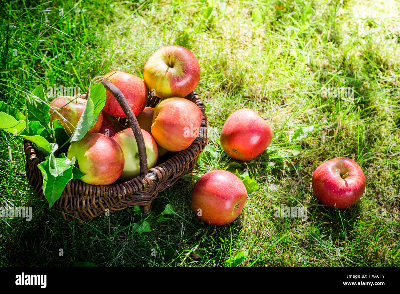 Healthy fresh apples in garden in summer Stock Photo - Alamy