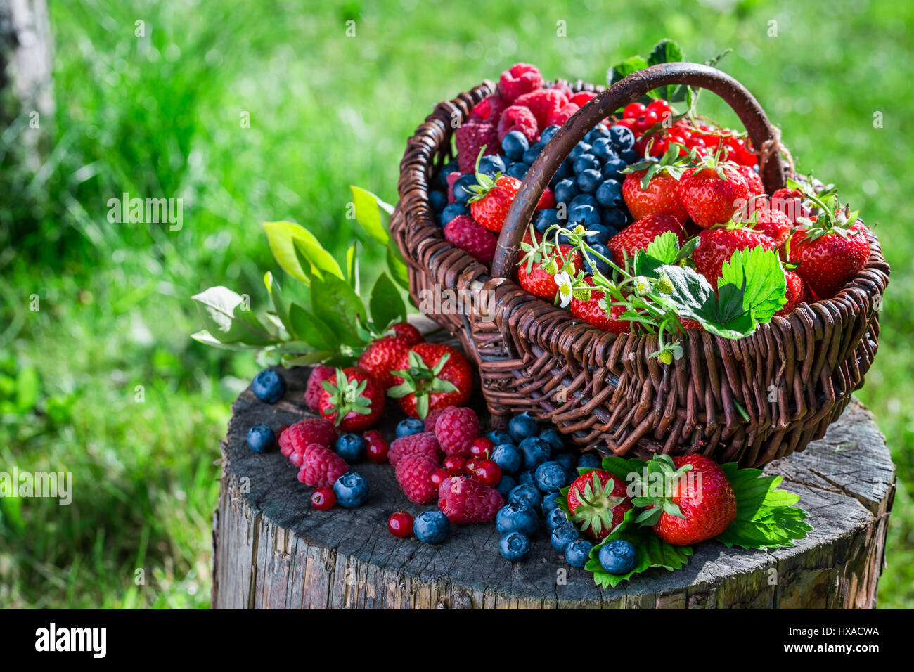Ripe berry fruits in garden in summer Stock Photo - Alamy