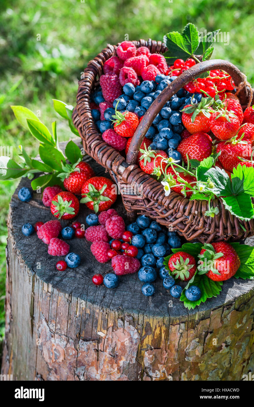 Closeup of ripe berries in basket in summer Stock Photo - Alamy