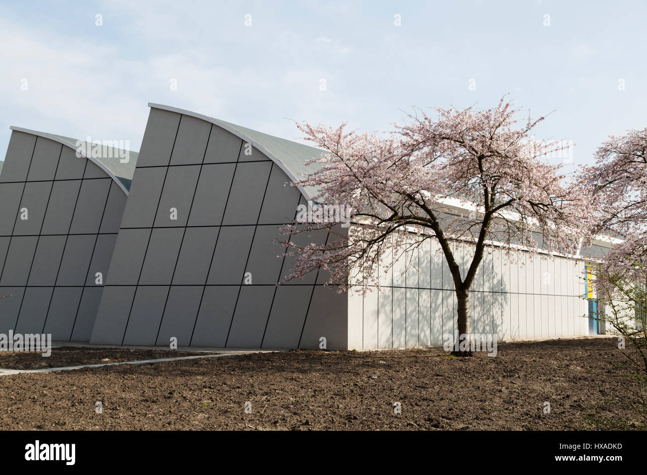 Cherry blossom tree outside of De Ploeg factory, designed by Gerrit ...