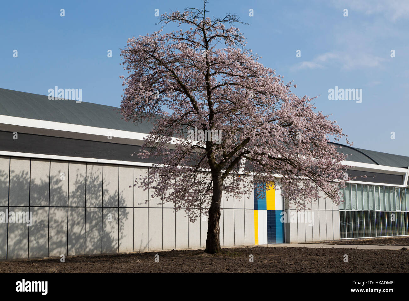Cherry tree in blossom outside of the De Ploeg factory, designed by ...