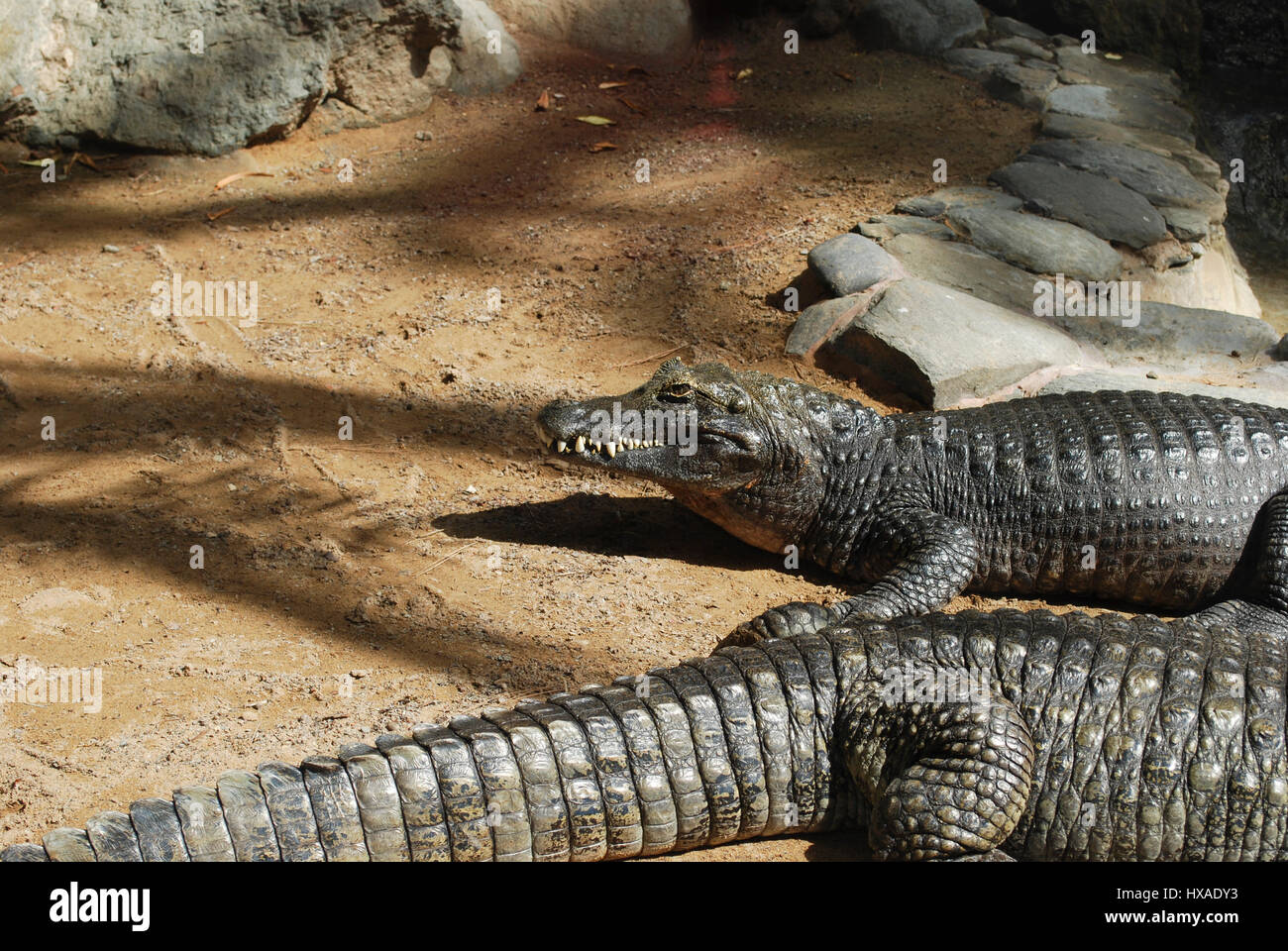 Crocodile (Caiman crocodilus) adult on the sand Stock Photo - Alamy