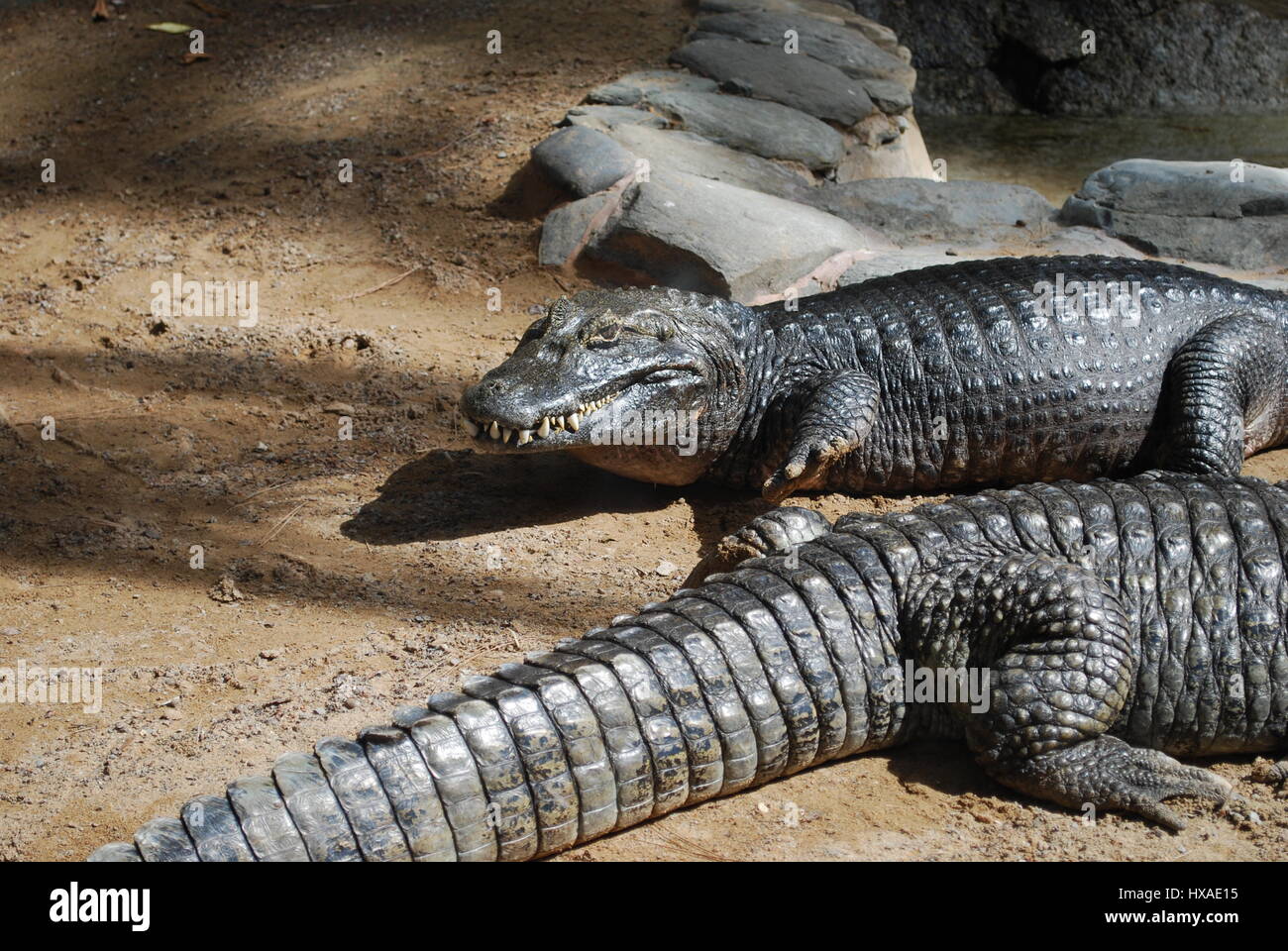 Cayman caiman hi-res stock photography and images - Alamy