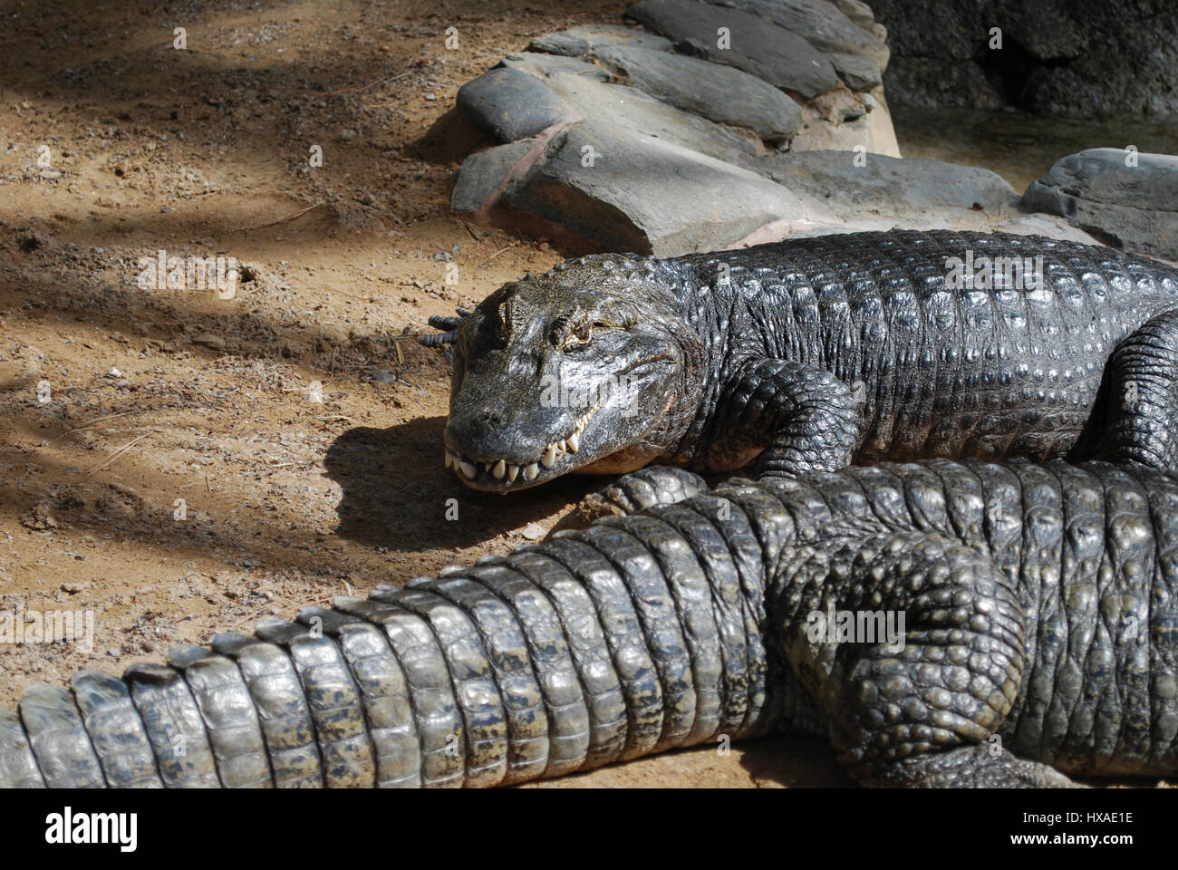 Crocodile (Caiman crocodilus) adult on the sand Stock Photo - Alamy