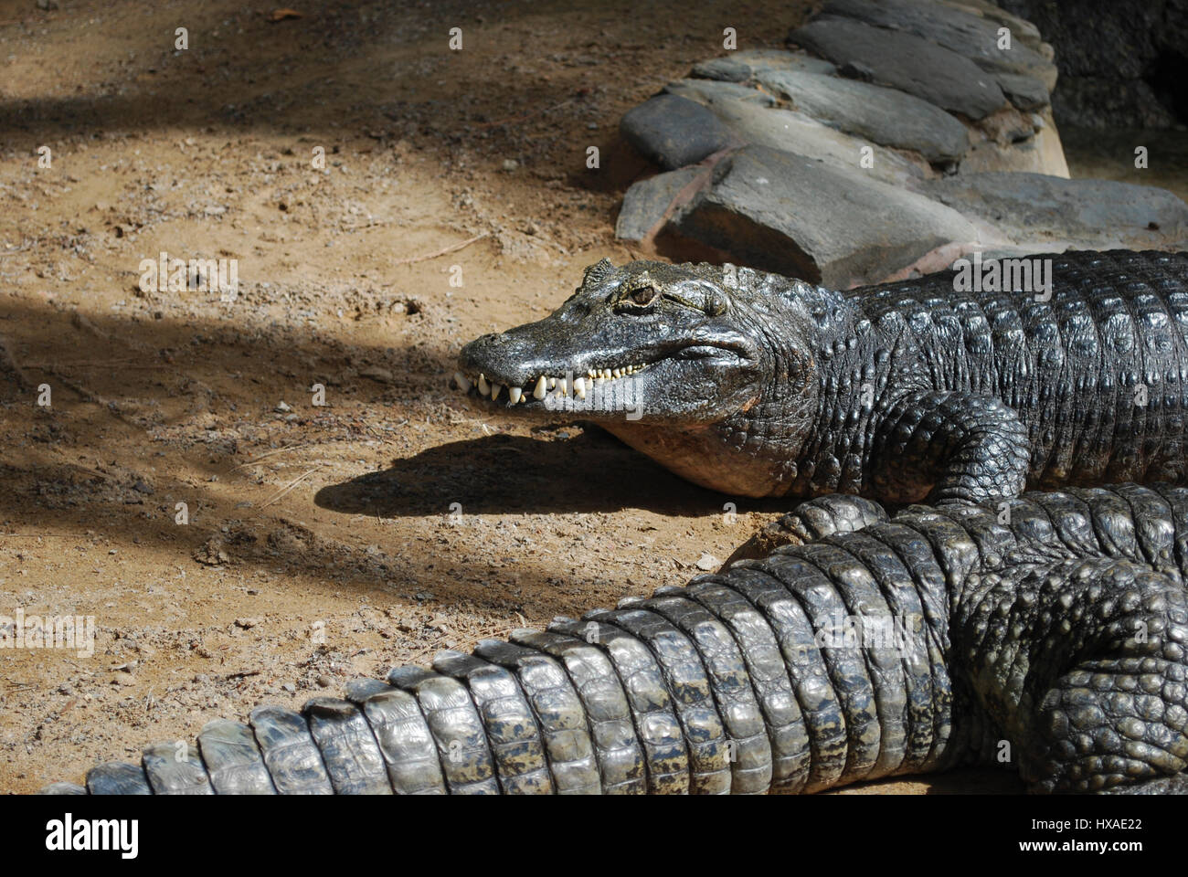 Cayman Caiman Stock Photos & Cayman Caiman Stock Images - Alamy