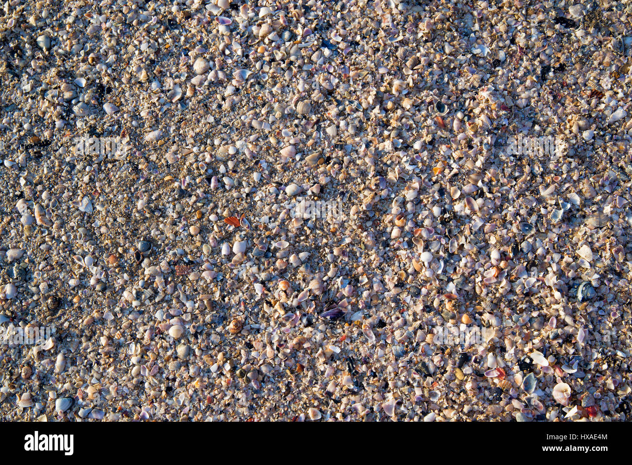 background of seashells on the sand in Rimini Italy Stock Photo - Alamy