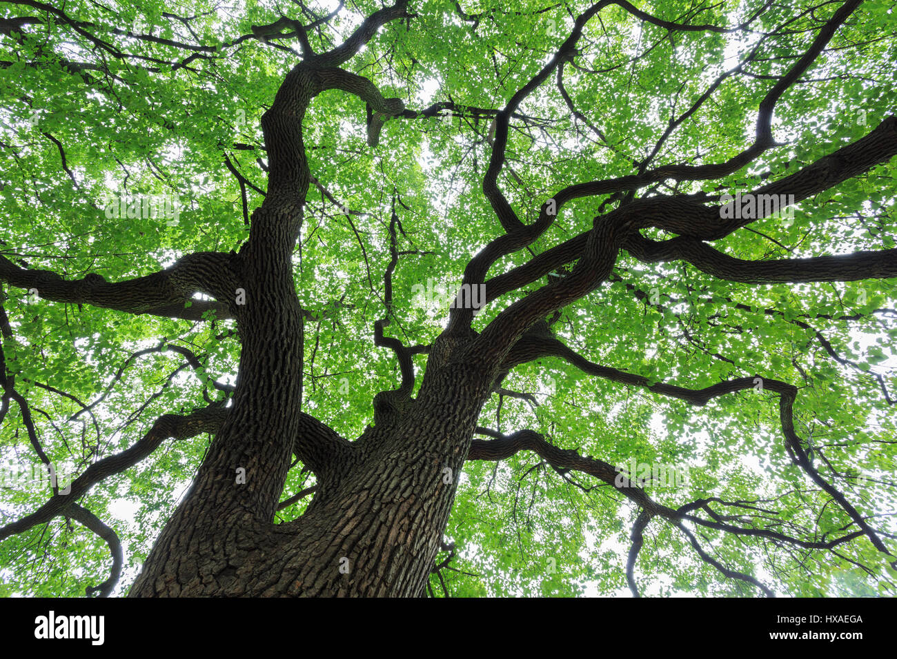 A big tree with luxuriant foliage Stock Photo - Alamy