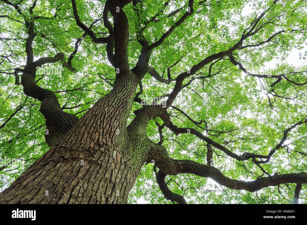 A big tree with luxuriant foliage Stock Photo - Alamy