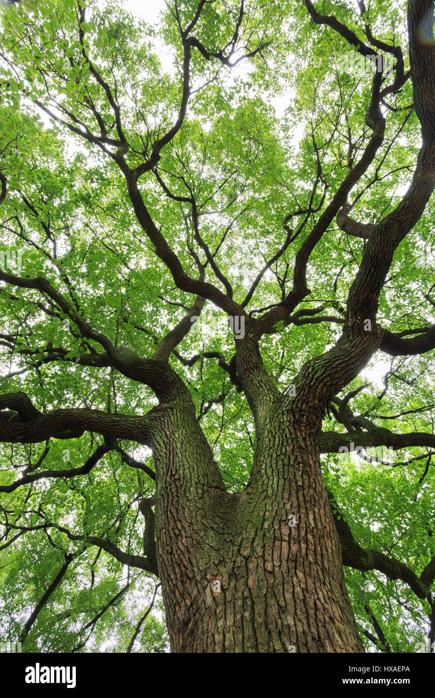 Luxuriant branches hi-res stock photography and images - Alamy