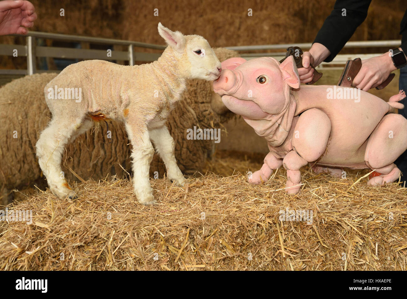 Babe the sheep pig puppet meets real live lambs and piglets down on the ...