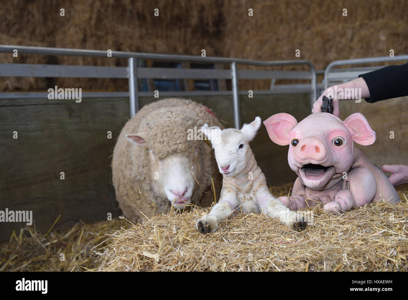 Sheep and pig hi-res stock photography and images - Alamy