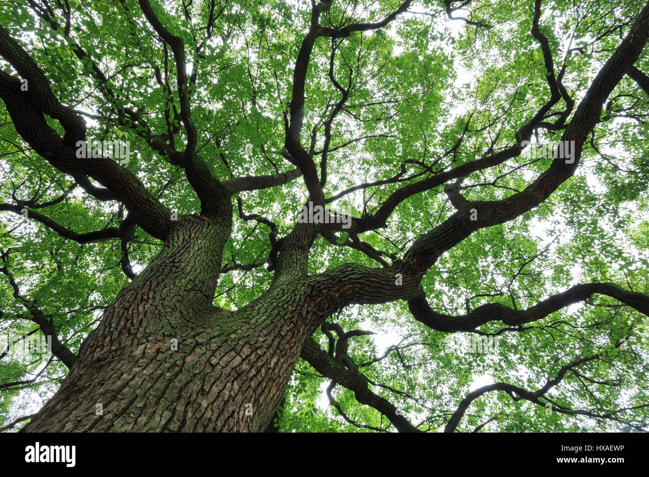 A big tree with luxuriant foliage Stock Photo - Alamy