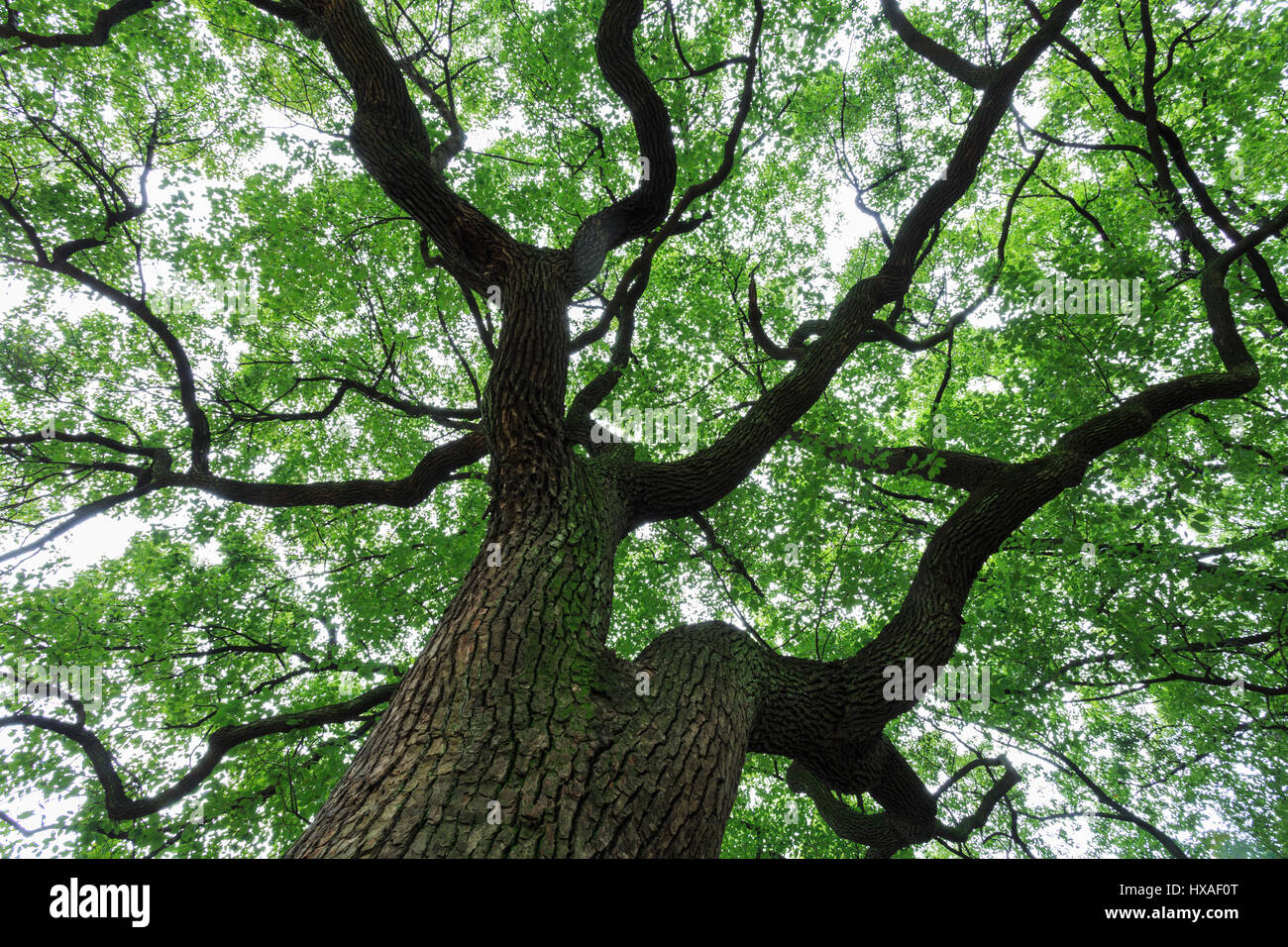 A big tree with luxuriant foliage Stock Photo - Alamy