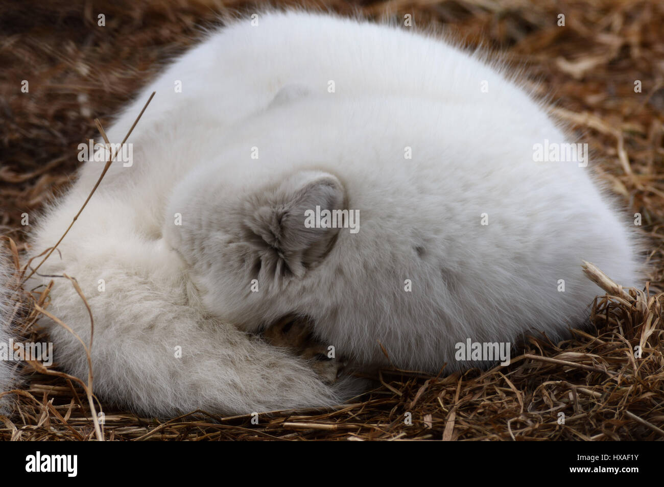 Curled up fox hi-res stock photography and images - Alamy