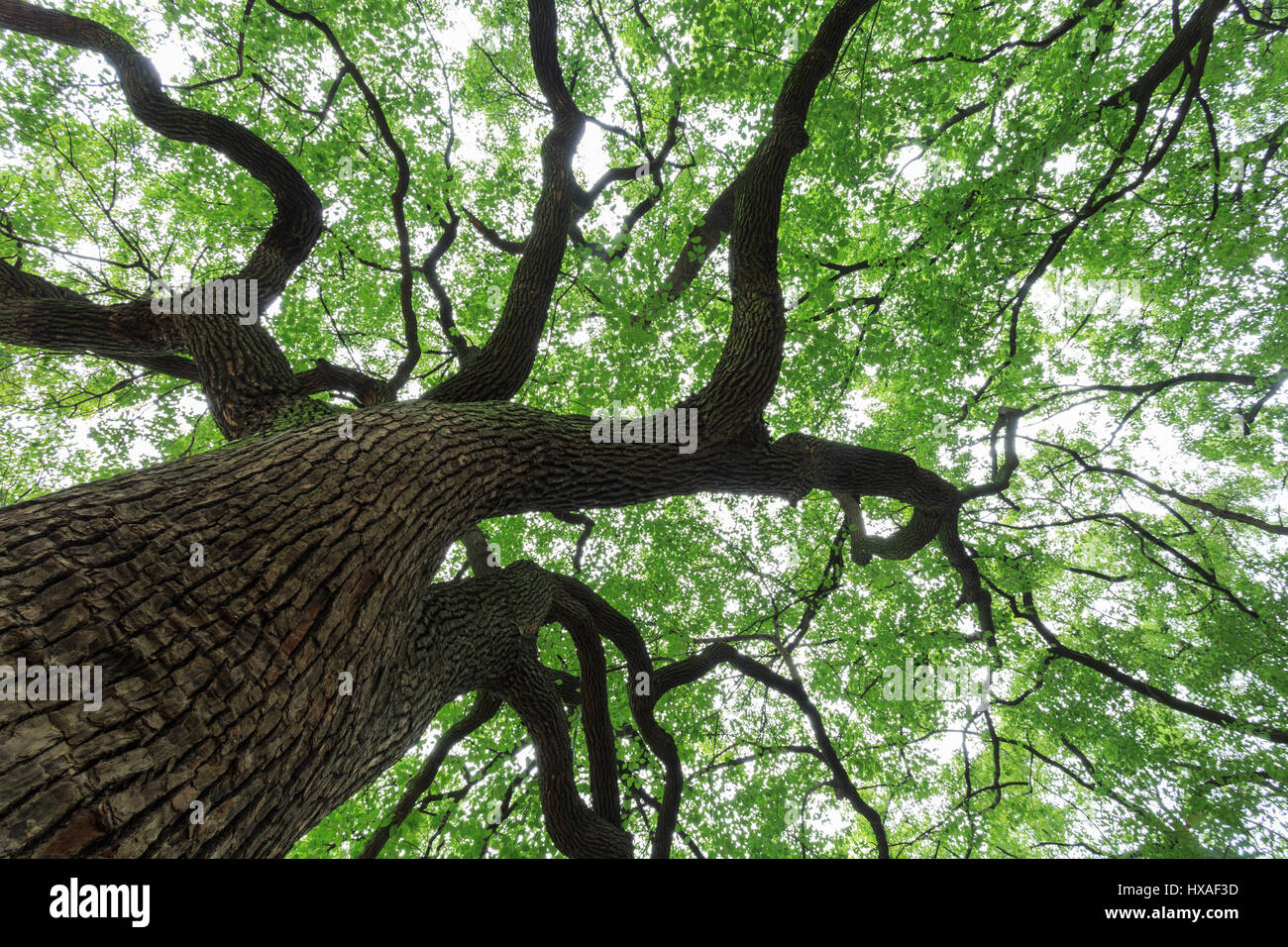 A big tree with luxuriant foliage Stock Photo - Alamy